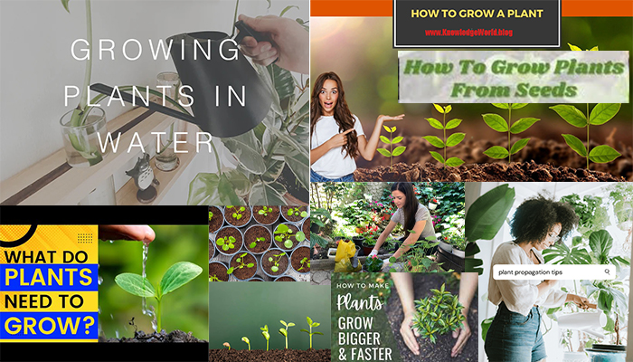 How To Grow Plant Faster 2025 Cutting, From Seed, Clippings, In Water